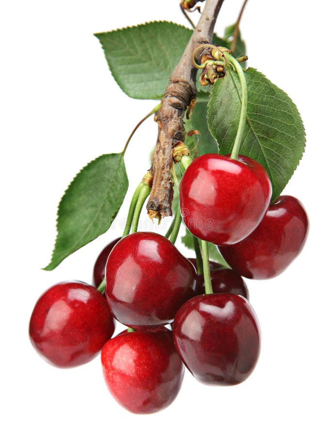 Cereja na filial imagem de stock. Imagem de alimento, filial - 9857019