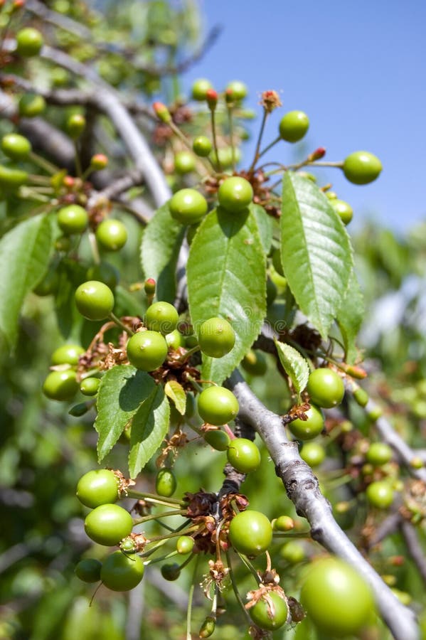 Cereja verde imagem de stock. Imagem de cereja, semente - 30082467