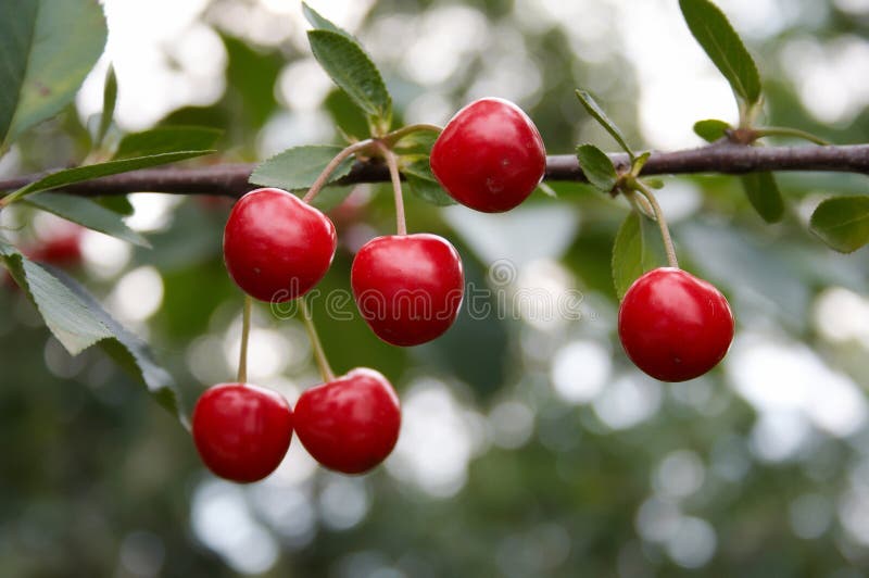 Cereja doce imagem de stock. Imagem de doce, fresco, objeto - 15566011