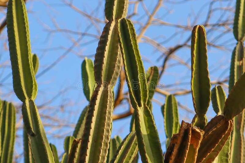 Cereus Jamacaru Cactus Plant with Light Blue Sky Stock Image - Image of ...