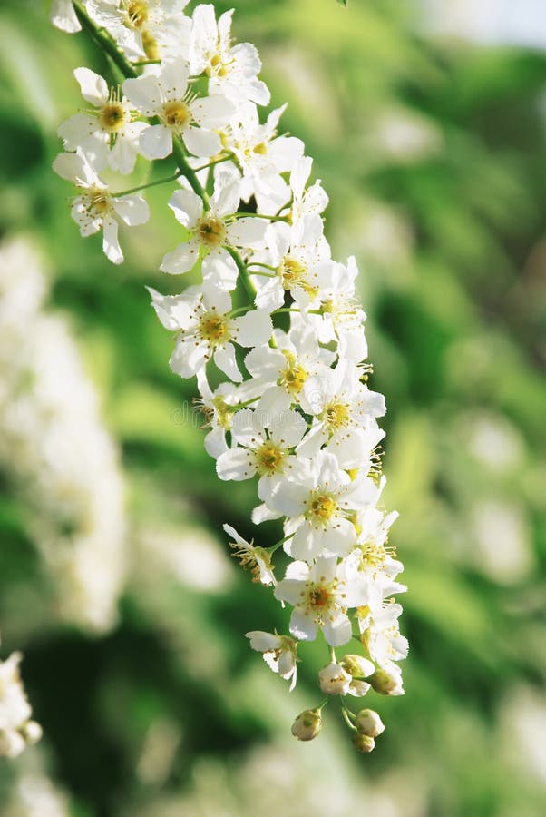Cereza De Pájaro Floreciente Foto de archivo - Imagen de cubo, parque ...