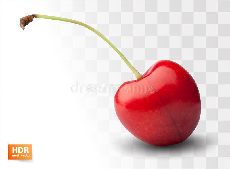 Cereza Realista Del Vector Aislada Ilustración del Vector - Ilustración ...