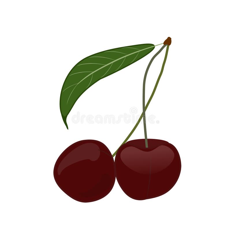 Cereza, vector ilustración del vector. Ilustración de crecido - 65281848