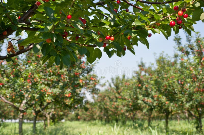 Cerezas En árbol De La Huerta Imagen de archivo - Imagen de maduro ...