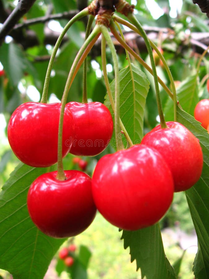 Árbol De Cerezas, Cerezas En El árbol Imagen de archivo - Imagen de ...
