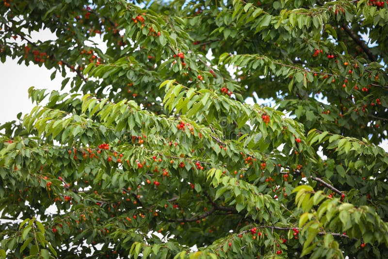 Cerezas Rojas En árbol Frutal Foto de archivo - Imagen de foreground ...