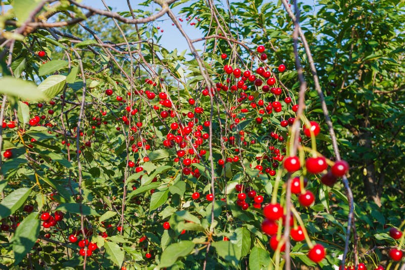 Árbol De Cerezas, Cerezas En El árbol Imagen de archivo - Imagen de ...