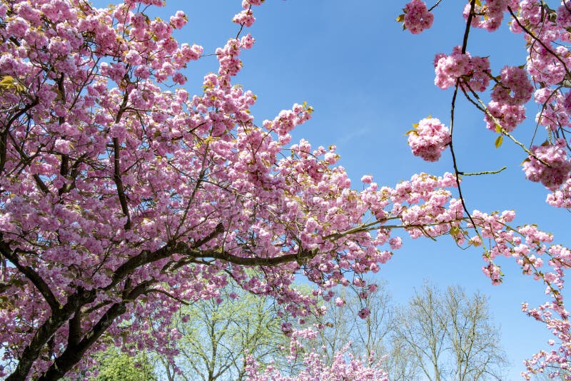 Los Cerezos Japoneses Florecen En Primavera. Prunus Serrulata Kanzan ...