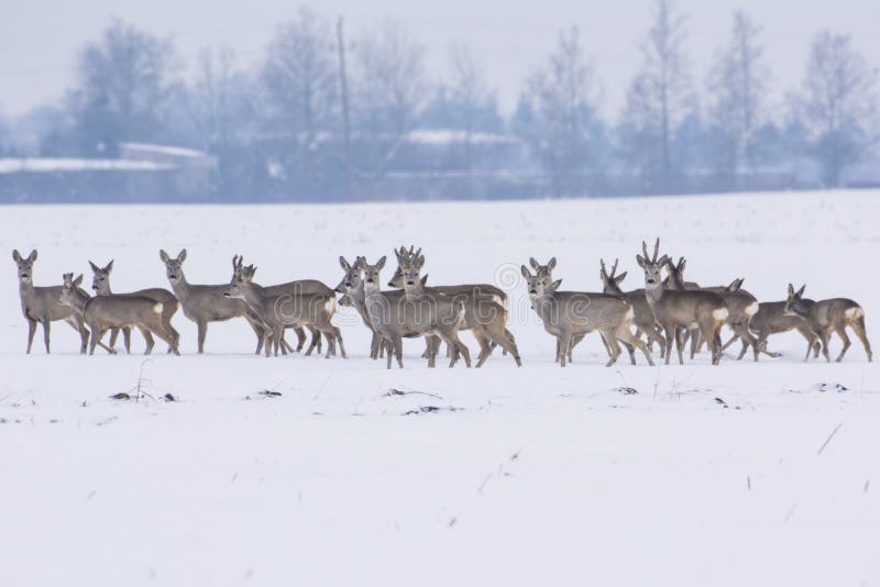 Cerf dans la neige image stock. Image du nature, neige - 165218683