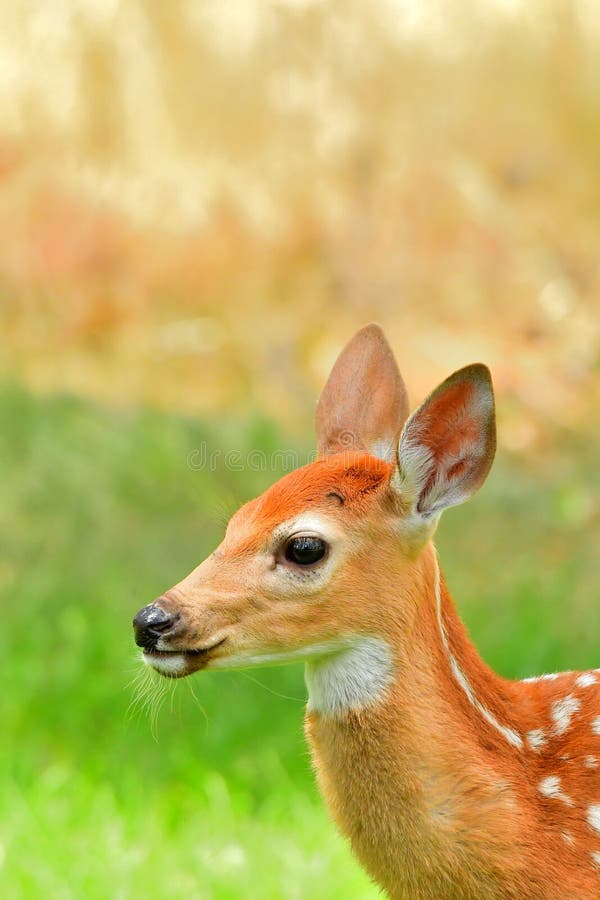 Cerf De Queue Blanche Fae Bitterroot Montagnes Montana. Photo stock ...