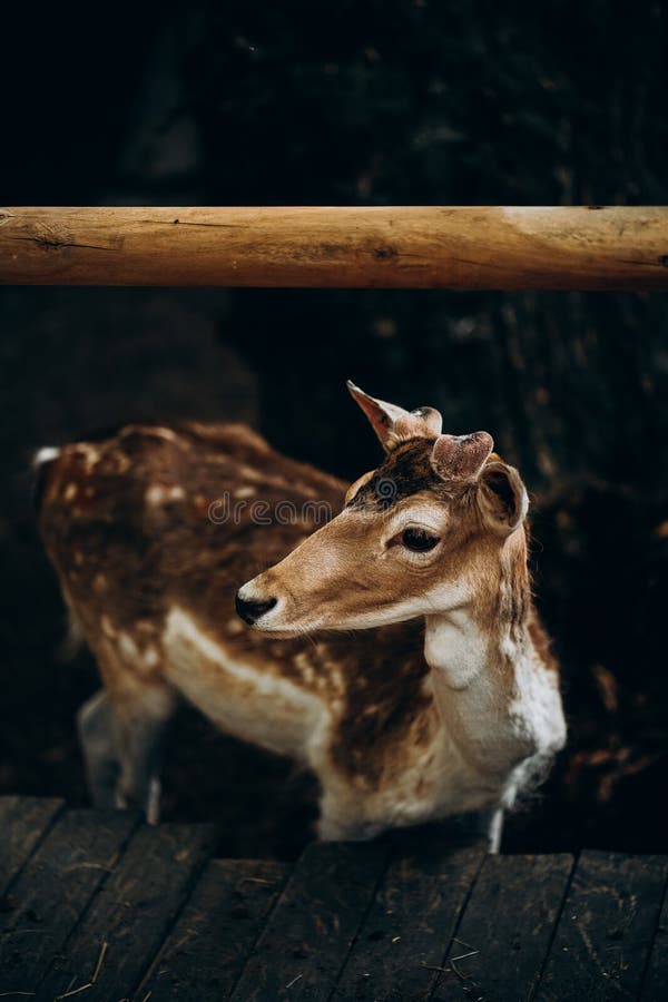 Cerf Mignon Aux Grands Yeux Sans Cornes Photo stock - Image du adorable ...