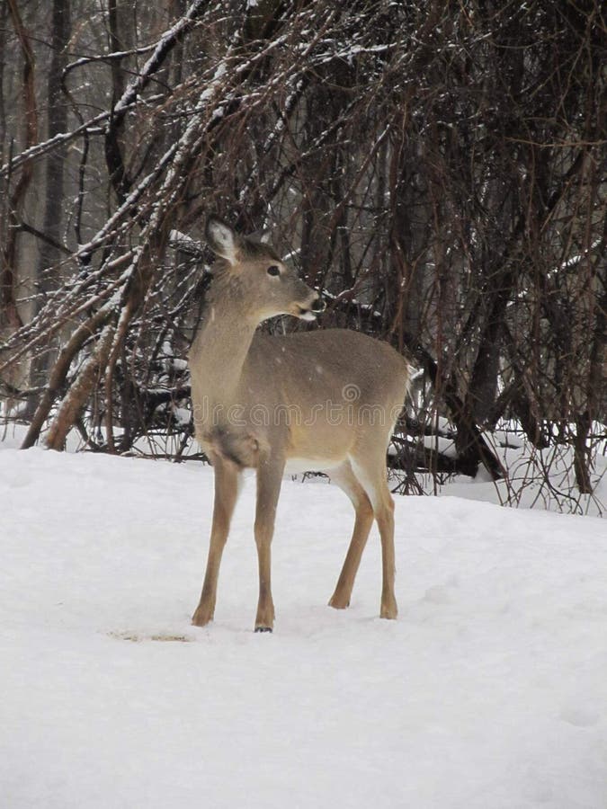 Cerf in quebec canada stock image. Image of forest, cerf - 87988411