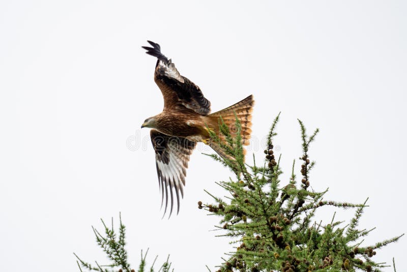 Cerf-volant Rouge Volant D'un Arbre Photo stock - Image du ornithologie ...