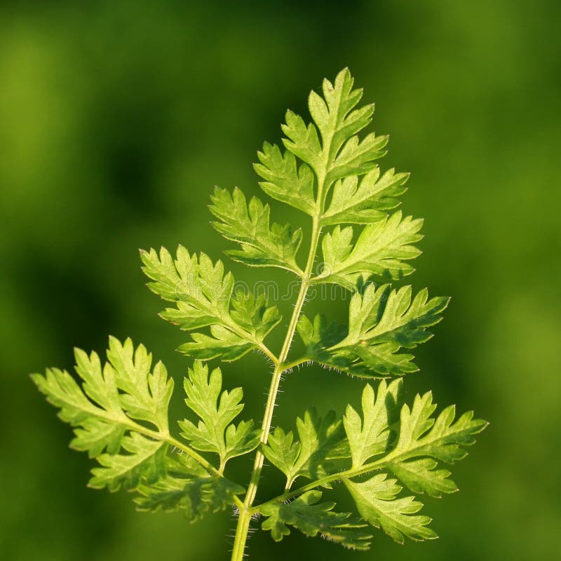Fogli Del Anthriscus Cerefolium, Cerfoglio Immagine Stock - Immagine di ...