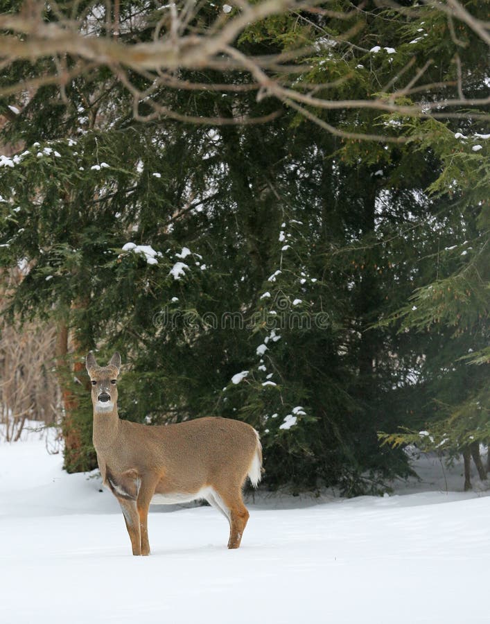Cerfs Communs Dans La Neige Image stock - Image du chasse, hiver: 39138215