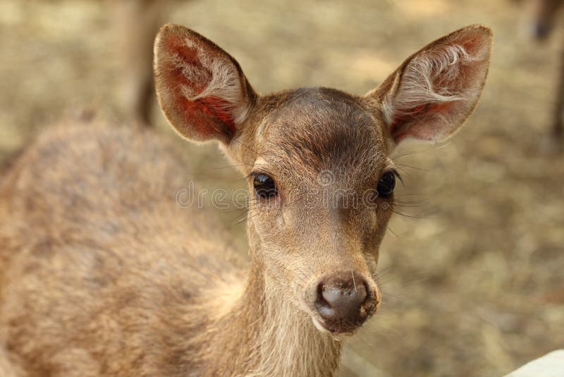 Les Cervidés De Rusa De Javan De Timorensis De Rusa Est Une Espèce D'un ...
