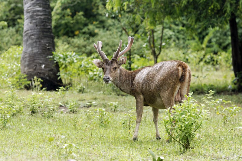 Cerfs Communs De Timor Ou De Rusa, Timorensis De Cervus Image stock ...