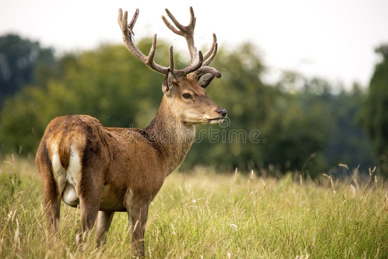 Accouplement De Cerfs Communs Rouges Photo stock - Image of france ...