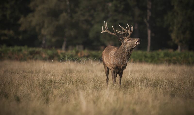 Cerfs communs rouges image stock. Image du forêt, comportement - 62141275