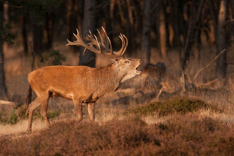 Cerfs communs rouges image stock. Image du mammif, rouge - 17502793