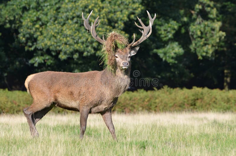 Cerfs Communs Rouges, Elaphus De Cervus Image stock - Image du cervix ...