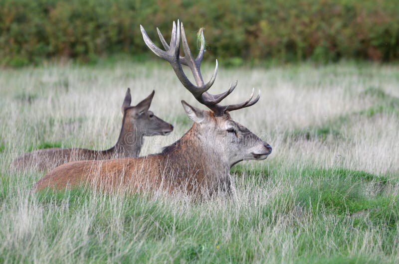 Cerfs Communs Rouges, Elaphus De Cervus Image stock - Image du cervix ...