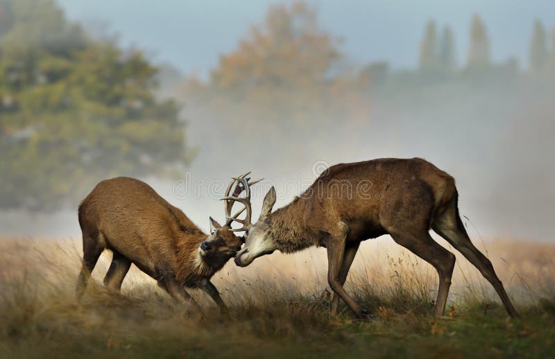 Combat De Cerfs Communs Rouges Photo stock - Image du pouvoir, saison ...