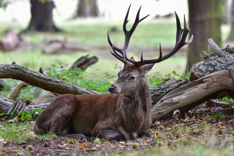 Cerfs Communs Rouges, Elaphus De Cervus Image stock - Image du chasse ...