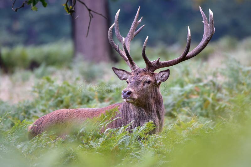 Cerfs Communs Rouges, Elaphus De Cervus Image stock - Image du amarrez ...