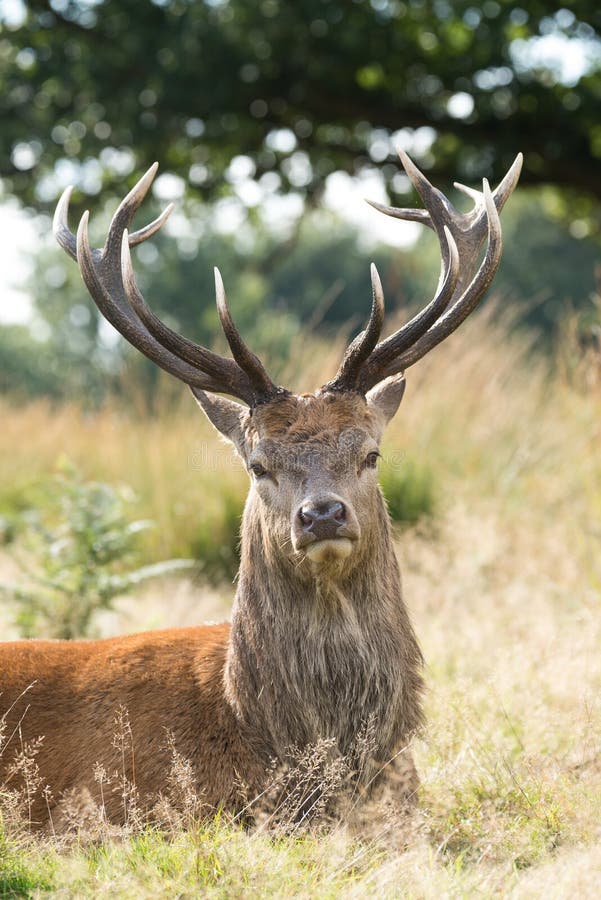 Cerfs Communs Rouges, Cerfs Communs, Elaphus De Cervus Image stock ...