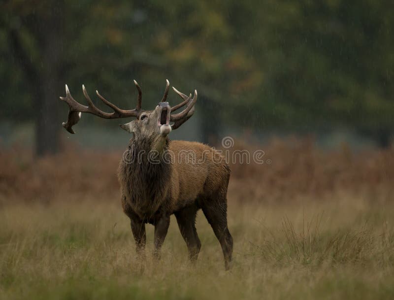 Cerfs Communs Rouges, Elaphus De Cervus Photo stock - Image du cervus ...