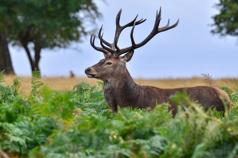Cerfs Communs Rouges, Elaphus De Cervus Photo stock - Image du cervus ...