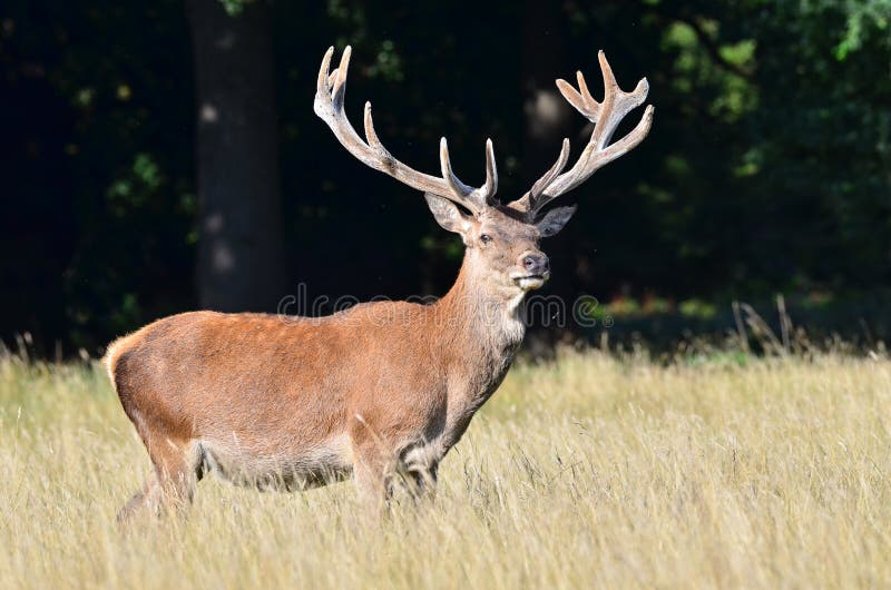 Cerfs Communs Rouges, Elaphus De Cervus Image stock - Image du lames ...