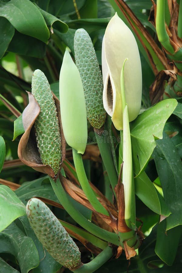 Ceriman de Monstera foto de archivo. Imagen de planta - 34135270