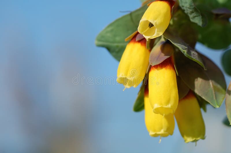 Cerinthe Major or Honeywort Yellow Flowers Stock Image - Image of ...