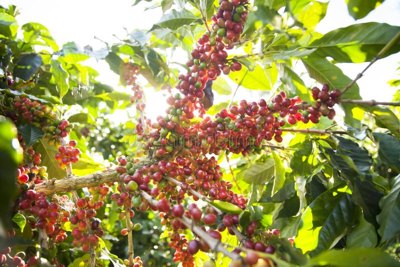 Cerise Crue De Grain De Café Photo stock - Image du amérique, abondance ...