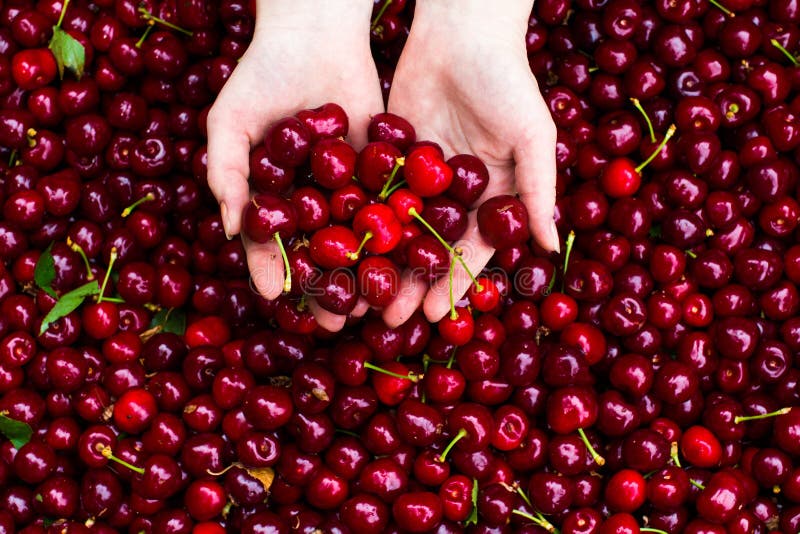 Cerise rouge image stock. Image du objet, gourmet, dessert - 55274863