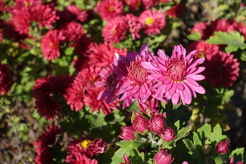 Cerise Pink Flowers of Chrysanthemums in October Stock Photo - Image of ...