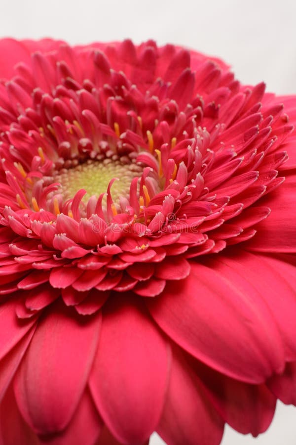 Cerise rosa Gerberablomma fotografering för bildbyråer. Bild av blomma ...