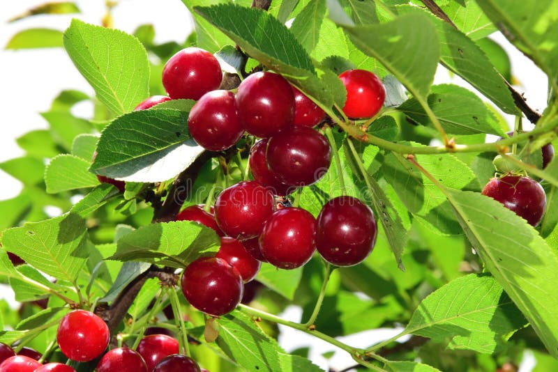 Cerise sur l'arbre image stock. Image du arbre, cerise - 81326447