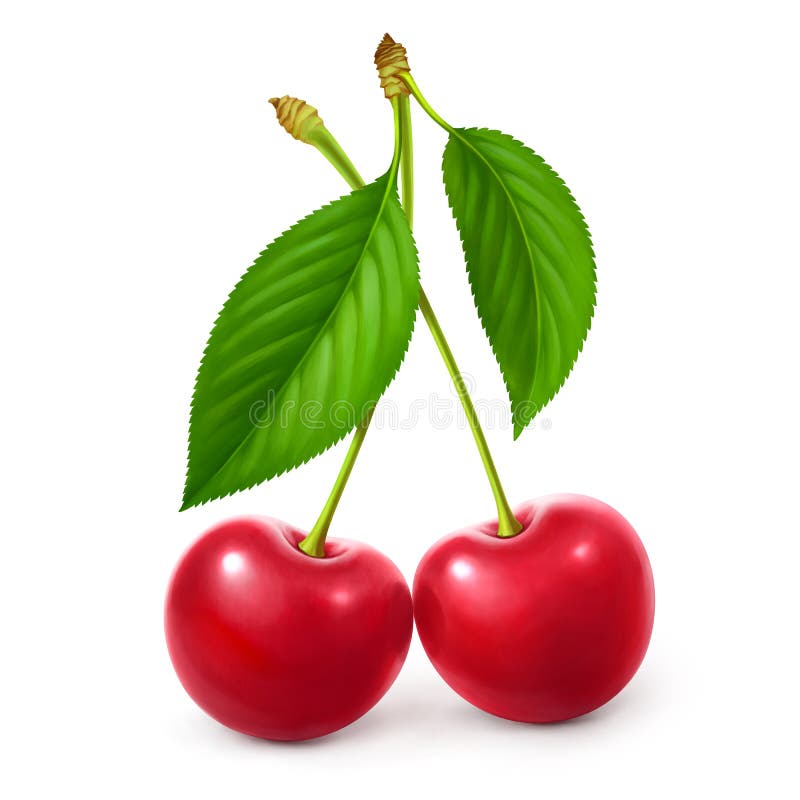 Cerise Sur L'illustration Blanche De Fond Illustration Stock ... Cerise Sur L'illustration Blanche De Fond Illustration Stock ...