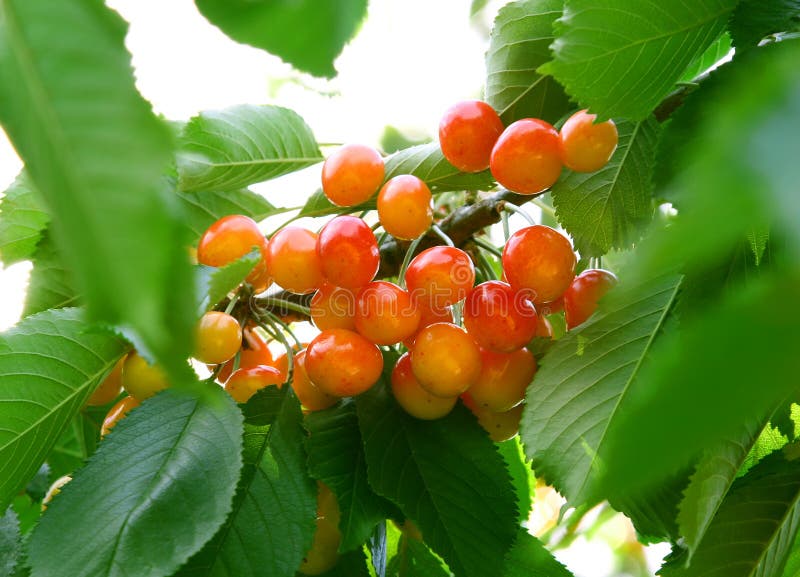 Cerise jaune image stock. Image du affermage, détail, couleur - 3282391