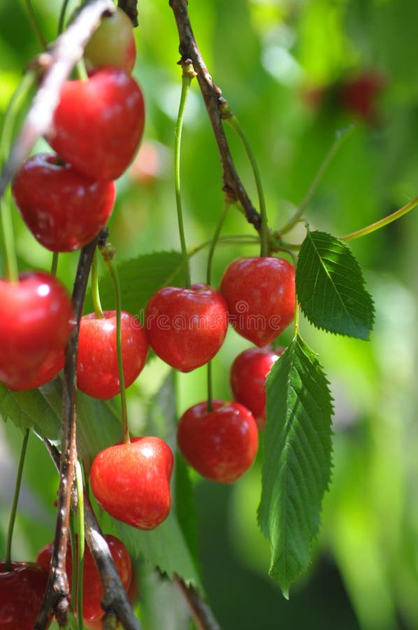 Cerises Accrochant Sur L'arbre Avec Des Feuilles Photo stock - Image du ...