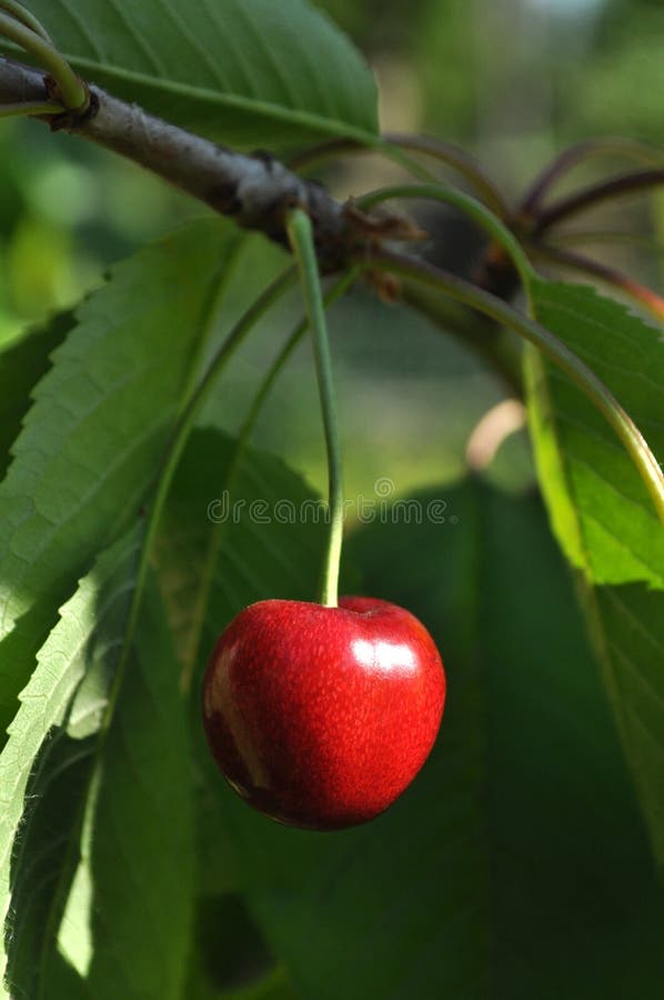 Cerises image stock. Image du branchement, arbre, rouge - 38900443