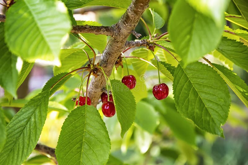 Cerises Accrochant Sur L'arbre Avec Des Feuilles Photo stock - Image du ...