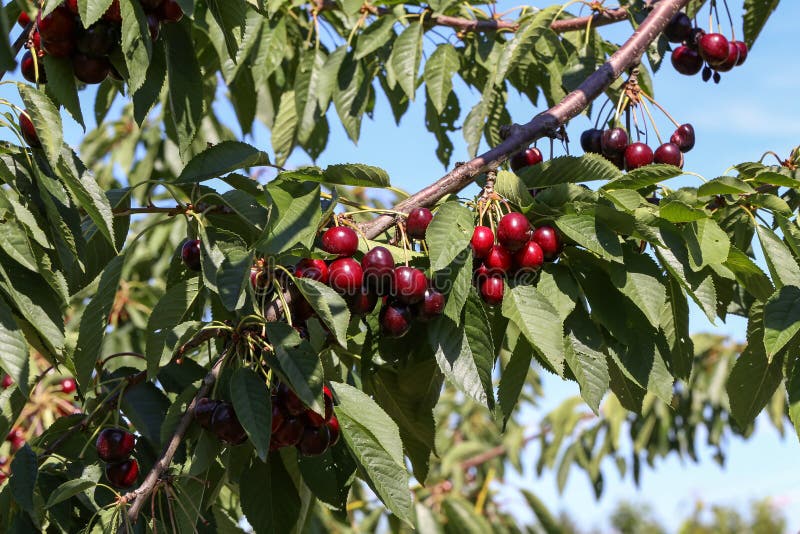 Cerises Rouges D'isolement Sur L'arbre Dans Le Verger De Cerise Image ...