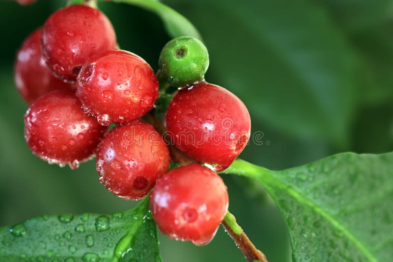 Cerises de café image stock. Image du ferme, fruits, groupe - 37452077