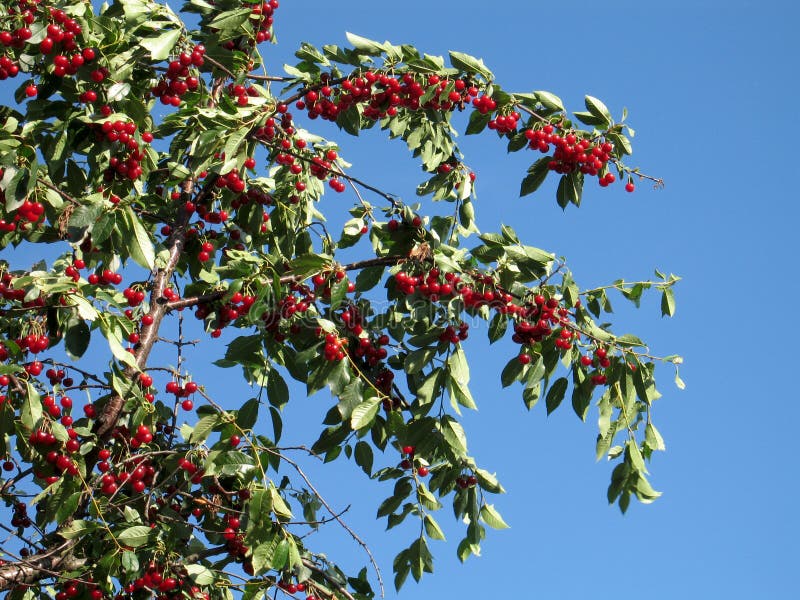 Fruits Rouges De Cerise Sur L'arbre Image stock - Image du flore ...