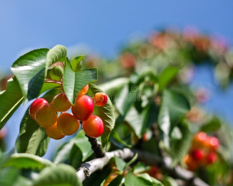 Cerises sur l'arbre photo stock. Image du nourriture - 25515332