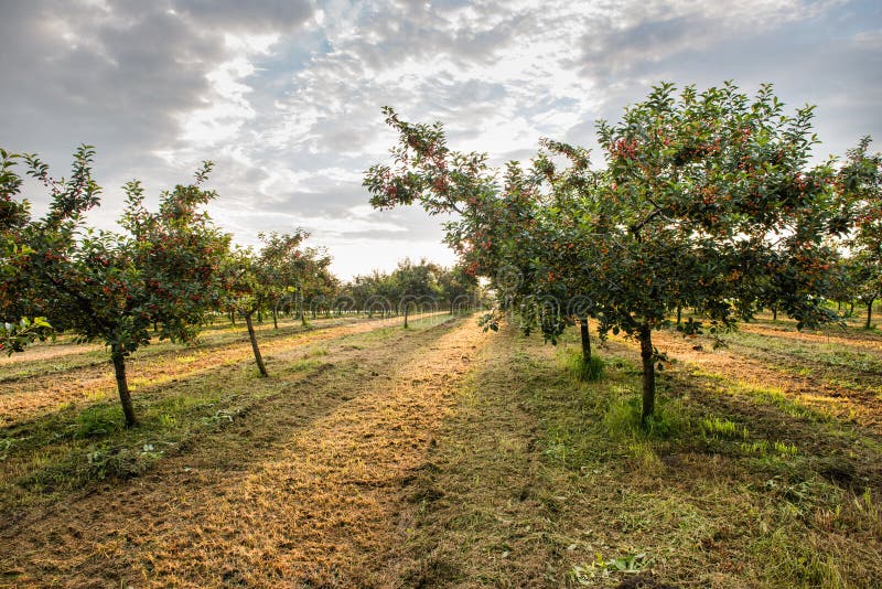 Cerises Sur L'arbre De Verger Image stock - Image du baie, fruits: 31457435